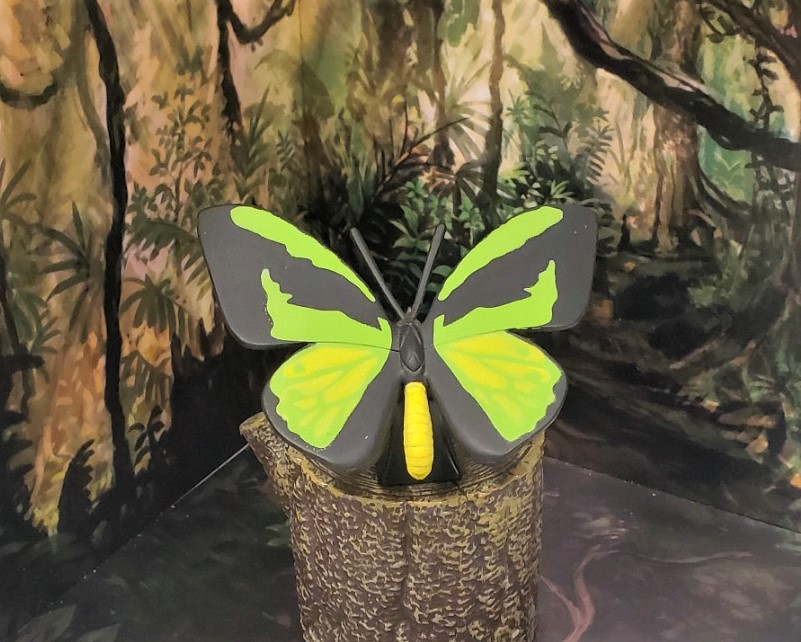 Goliath birdwing - Toy Animal Wiki
