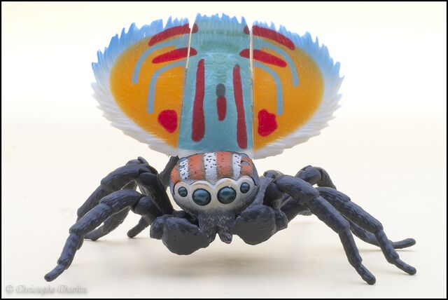 Maratus - Toy Animal Wiki
