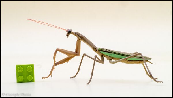 Bandai Mini Giant Mantis (Brown) - Toy Animal Wiki