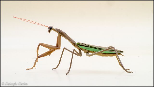 Bandai Mini Giant Mantis (Brown) - Toy Animal Wiki