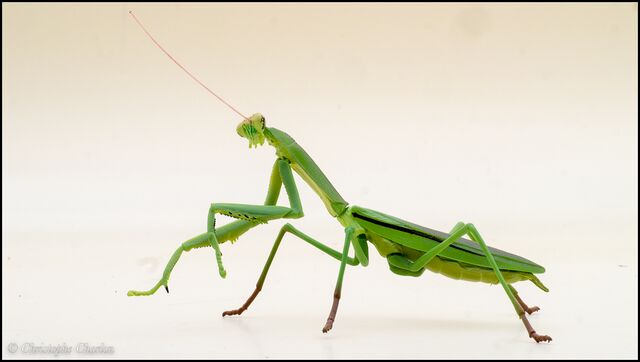Bandai Mini Giant Mantis (Green) - Toy Animal Wiki