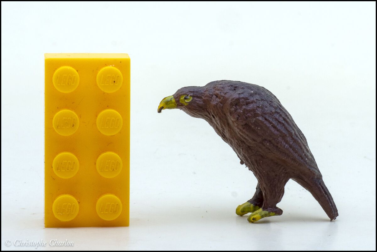Injecta Plastic Golden eagle - Toy Animal Wiki