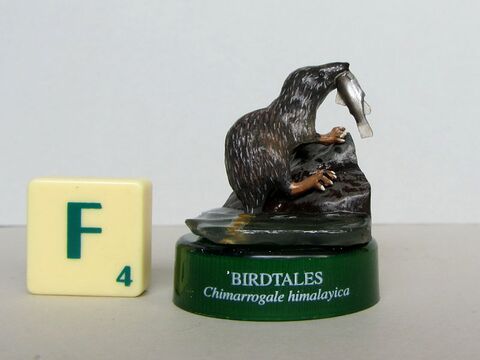 Himalayan water shrew - Toy Animal Wiki