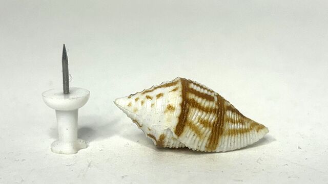 Cone snail - Toy Animal Wiki