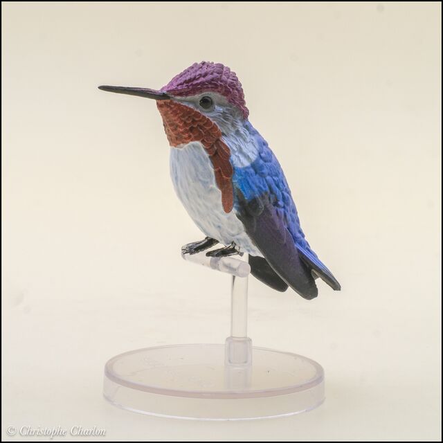 Bee hummingbird - Toy Animal Wiki